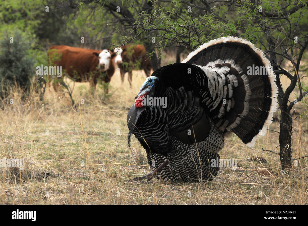 A male Gould's wild turkey, (M. g. mexican, and several females roam ...