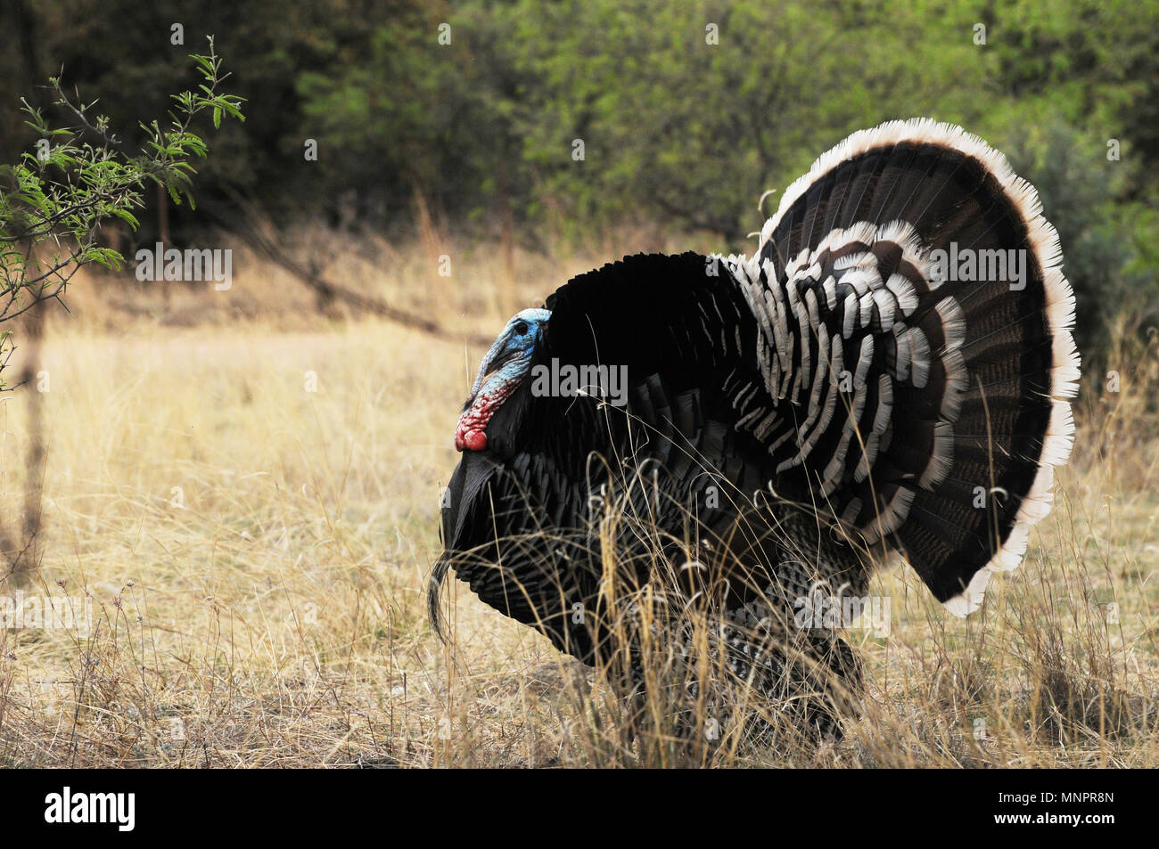 A male Gould's wild turkey, (M. g. mexican, and several females roam ...