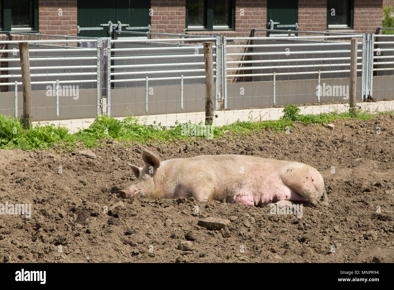 Relaxed dutch hi-res stock photography and images - Alamy