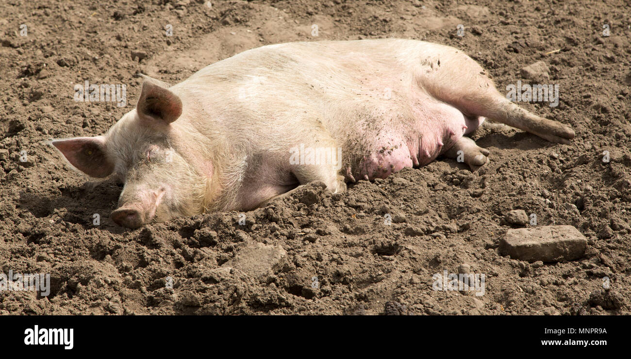Pig at the pig farm at Lilbosch Abbey in Echt, the Netherlands. The ...