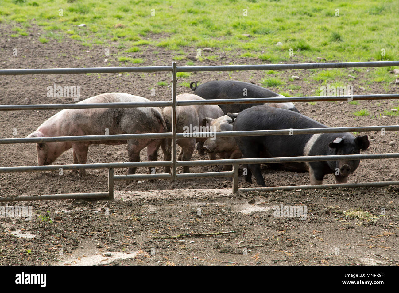 Pigs at the pig farm at Lilbosch Abbey in Echt, the Netherlands. The ...