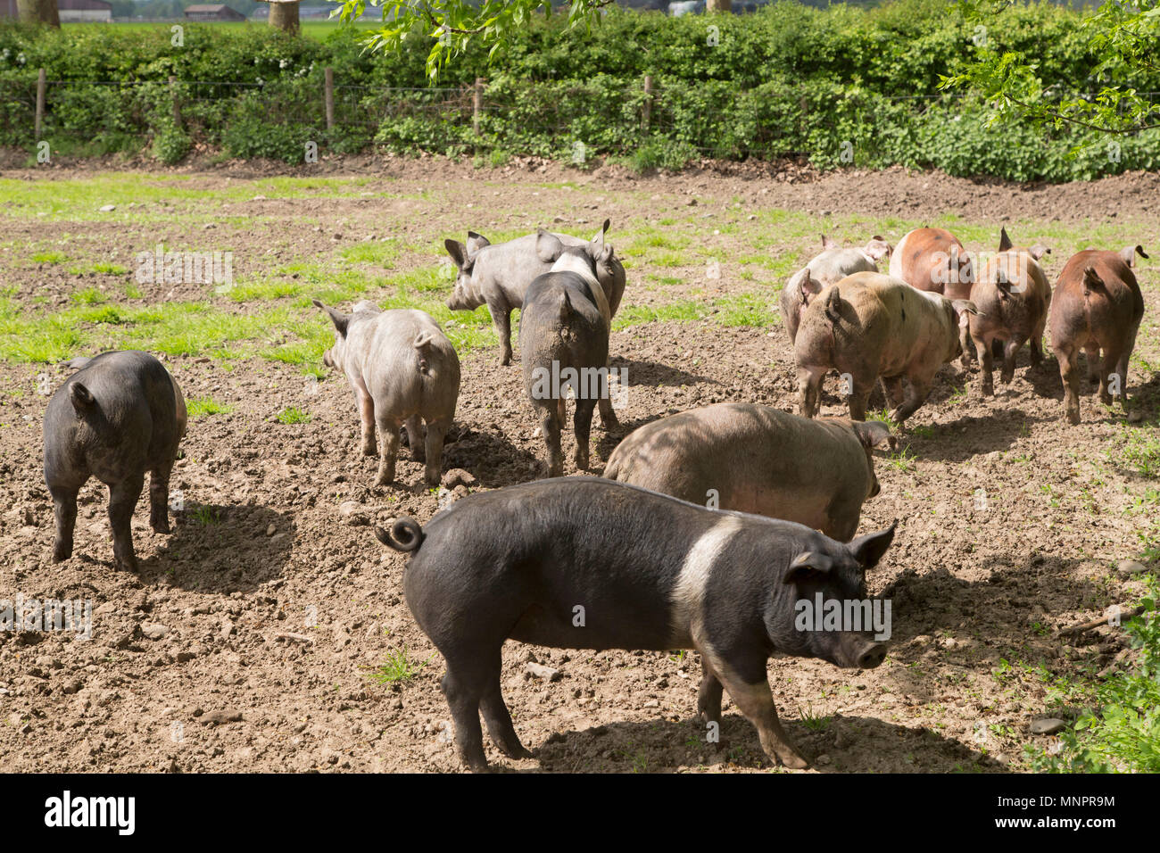 Pigs at the pig farm at Lilbosch Abbey in Echt, the Netherlands. The ...