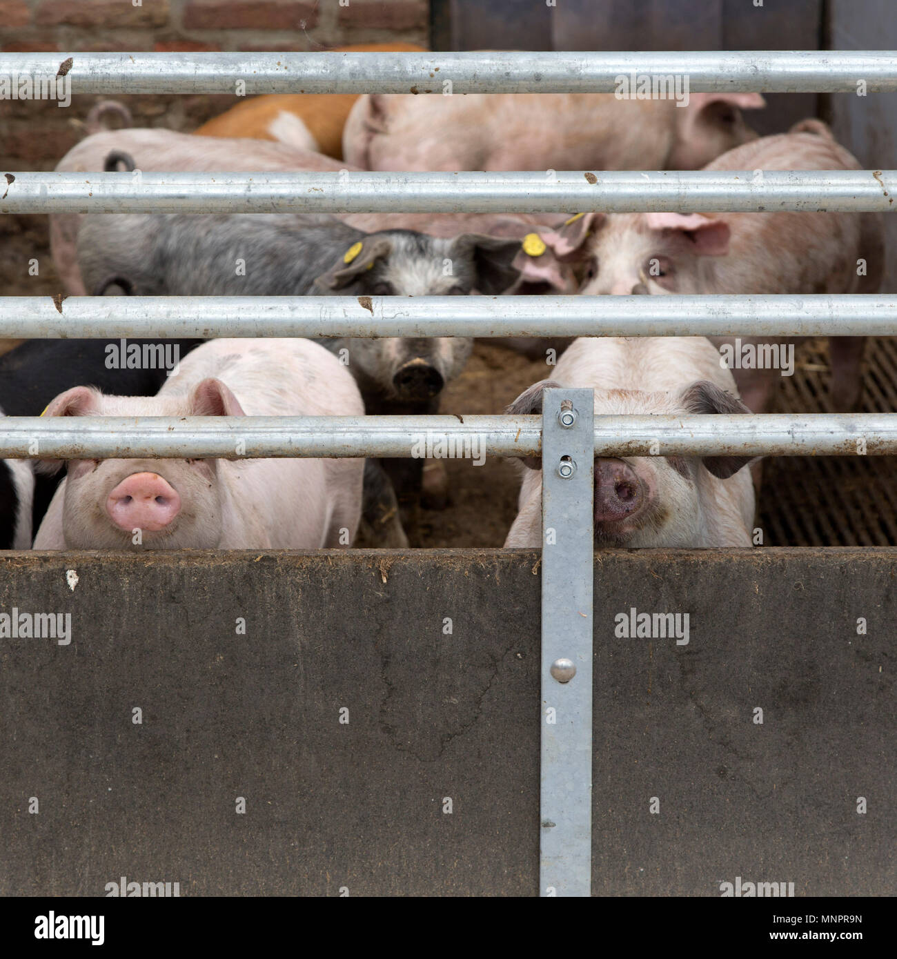 Pigs in a sty at the pig farm at Lilbosch Abbey in Echt, the ...