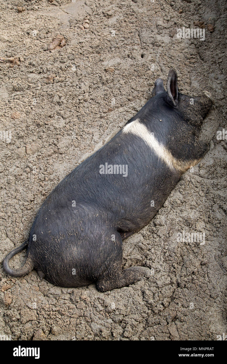 Pig in mud hi-res stock photography and images - Alamy