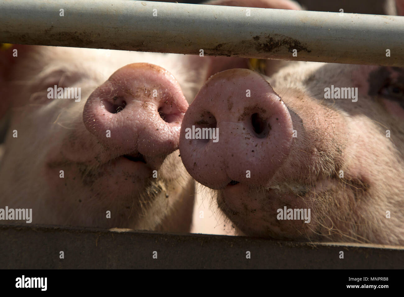 Pigs peeking out from a sty at the pig farm at Lilbosch Abbey in Echt ...