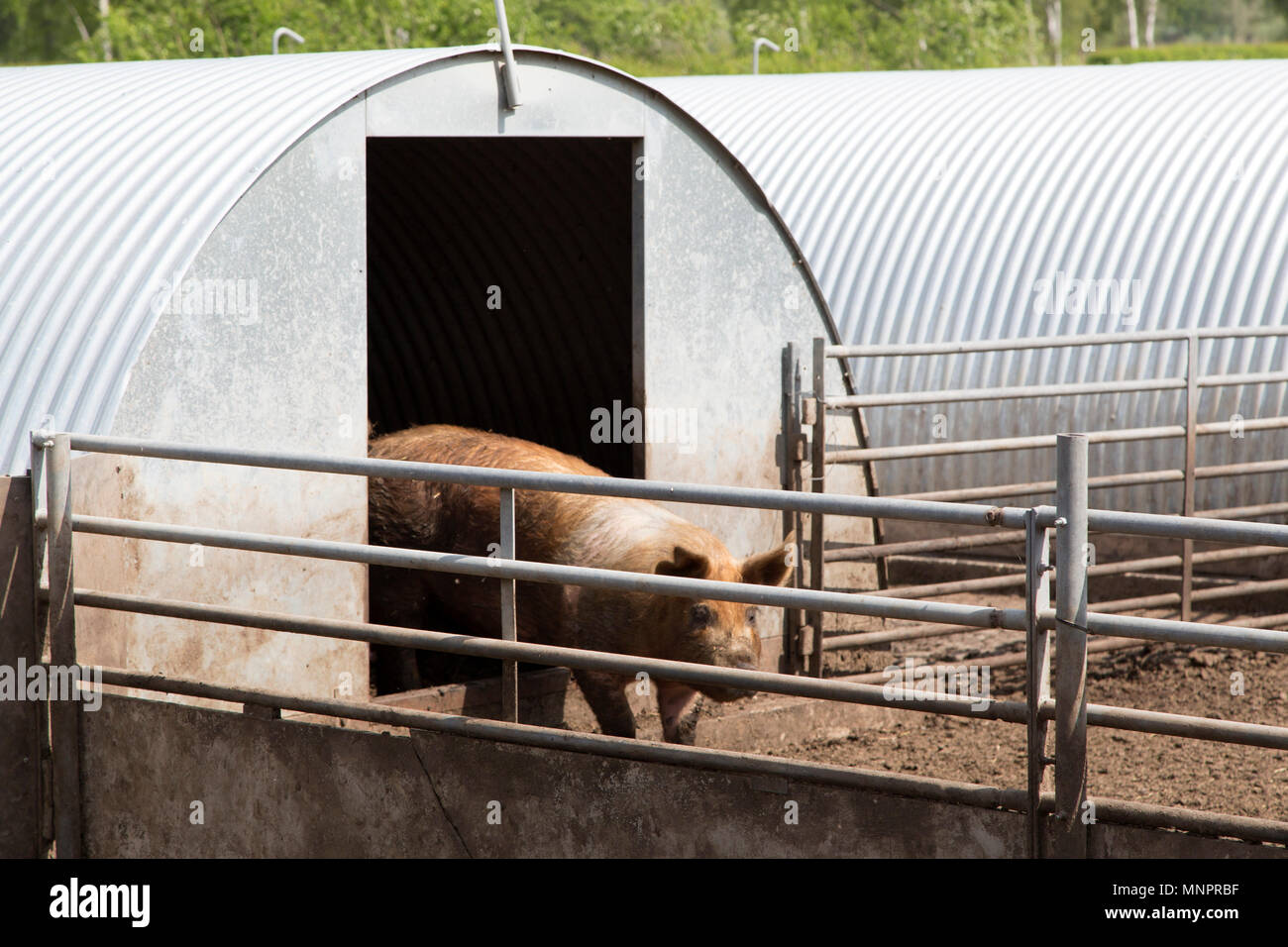Pigs in sty hi-res stock photography and images - Alamy