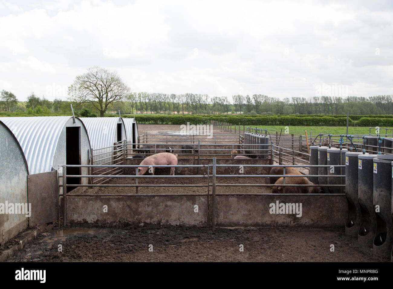 Pigs in sty hi-res stock photography and images - Alamy