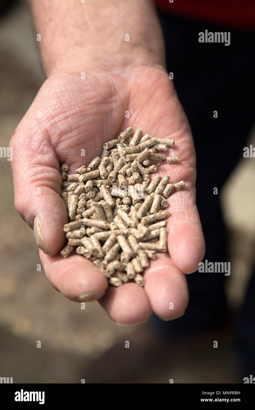 Grain used to feed pigs at the pig farm at Lilbosch Abbey in Echt, the ...