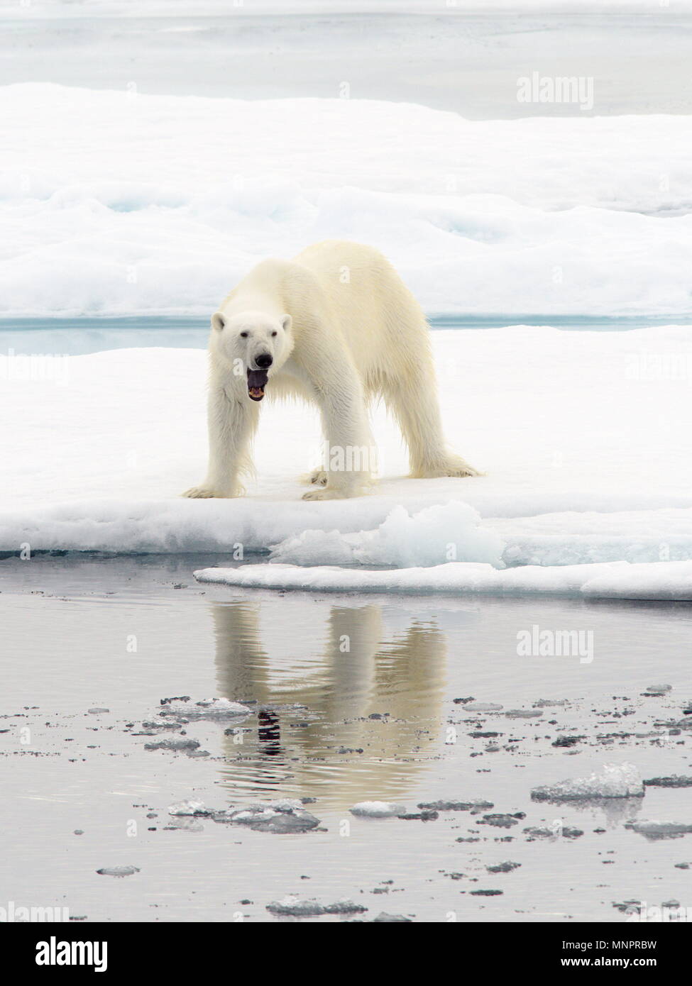 Male polar bear, pack ice, Svalbard Stock Photo - Alamy
