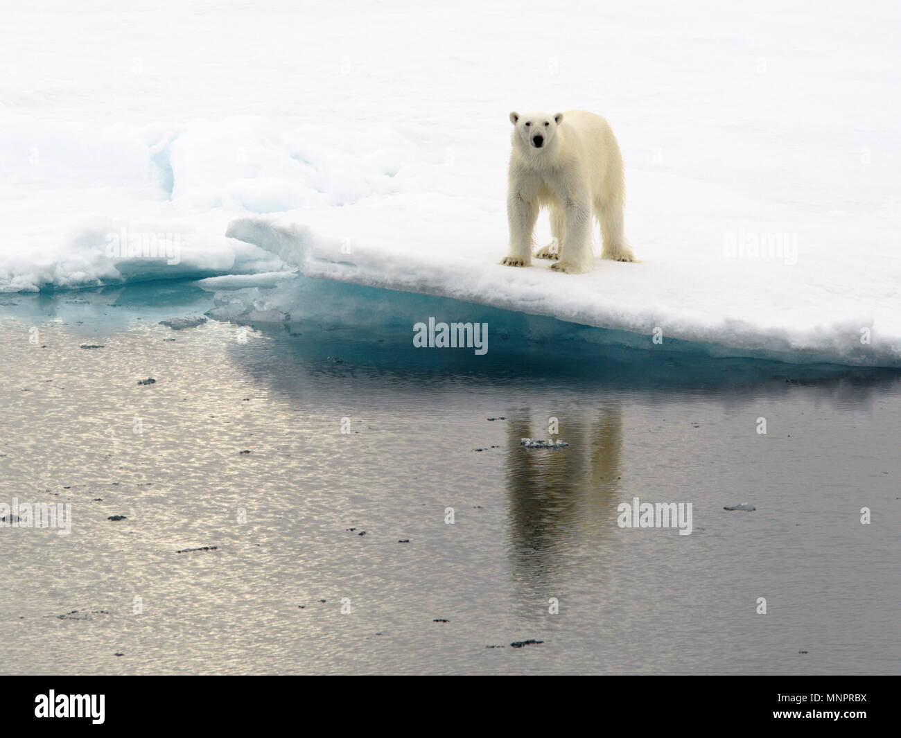 Male polar bear, pack ice, Svalbard Stock Photo - Alamy