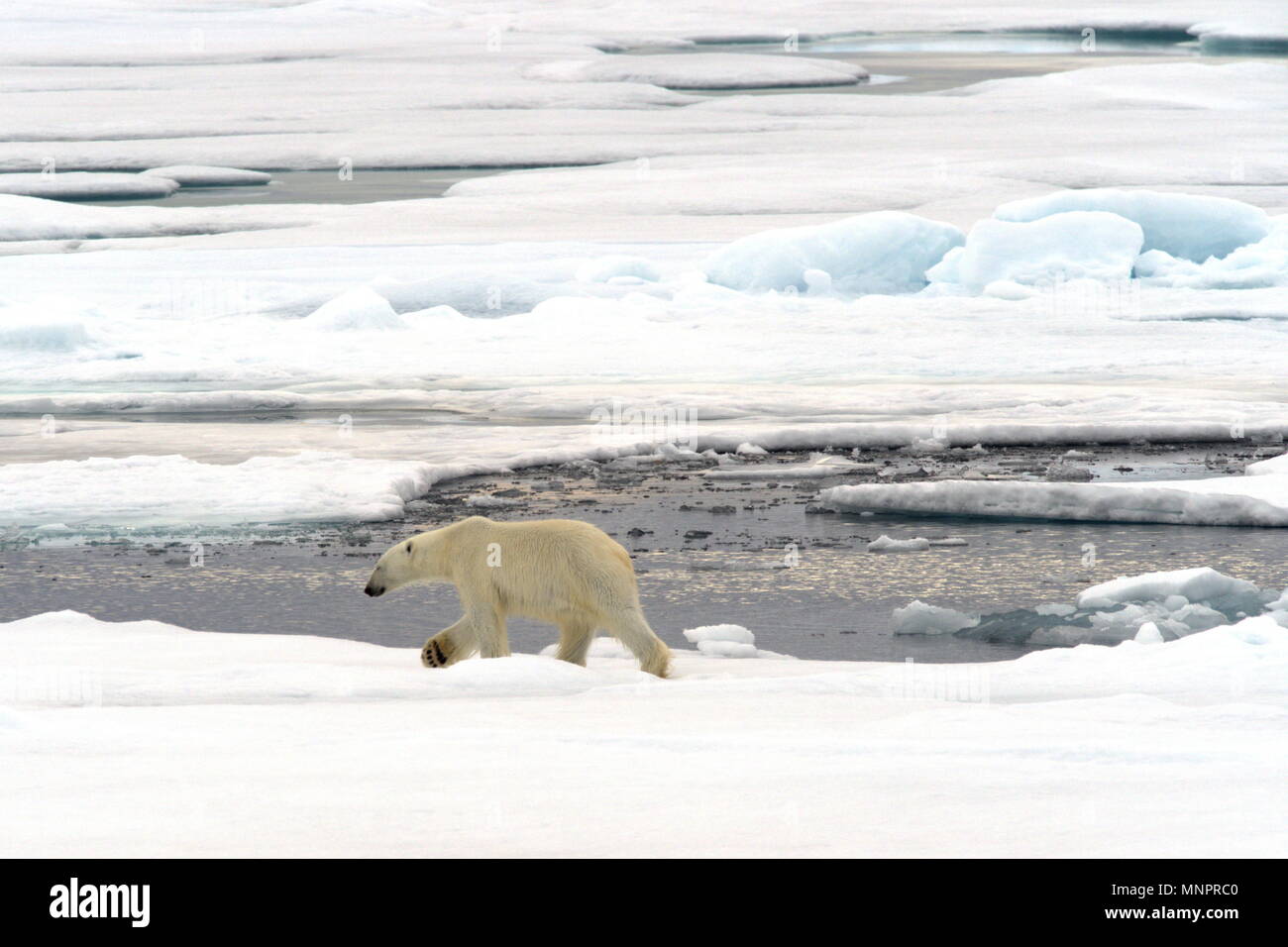 Male polar bear, pack ice, Svalbard Stock Photo - Alamy