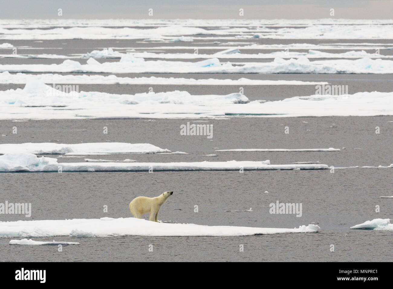 Male polar bear, pack ice, Svalbard Stock Photo - Alamy