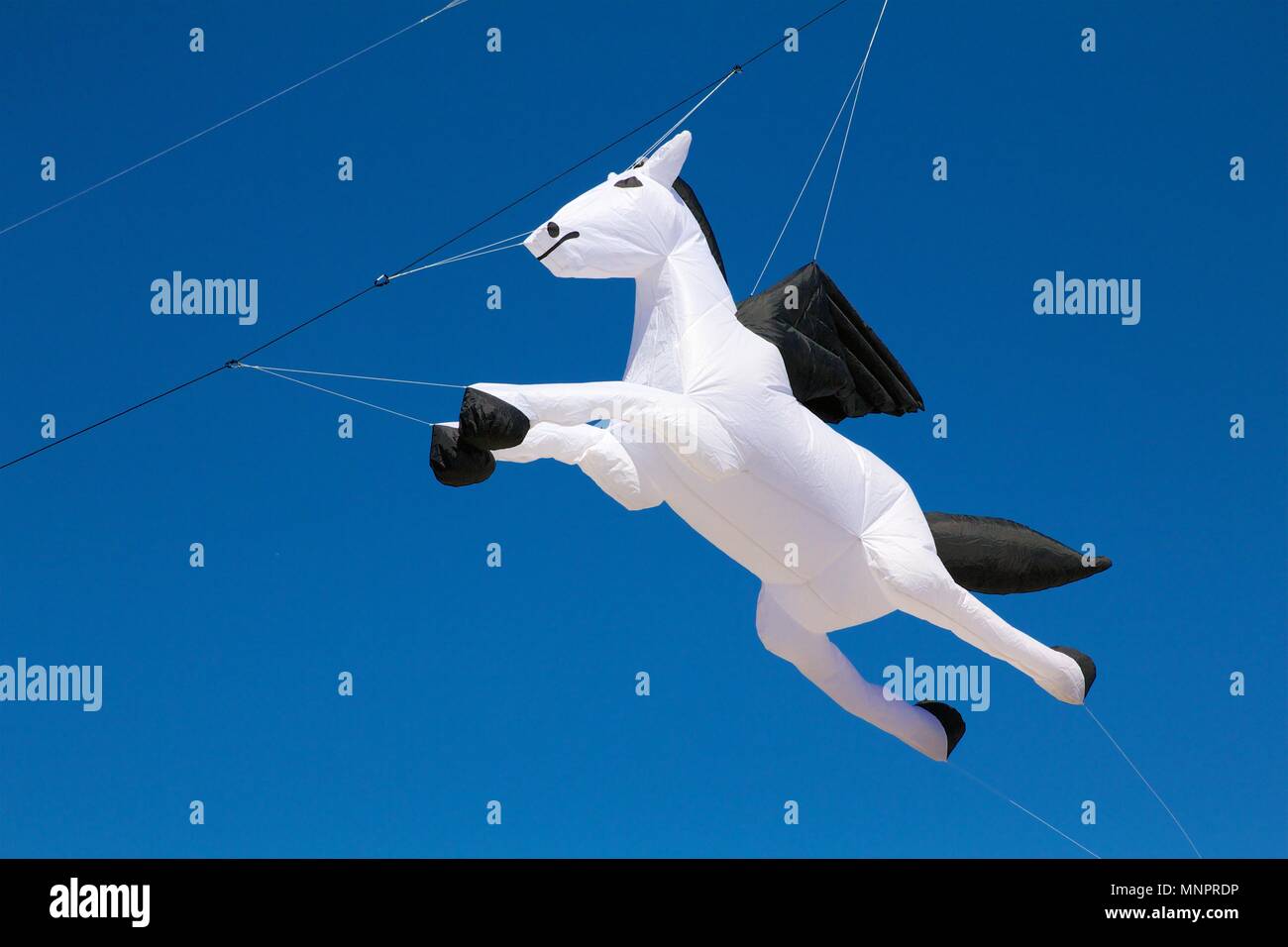 May 26, 2013 - Wildwood, NJ, USA: An inflatable Pegasus show-kite ...