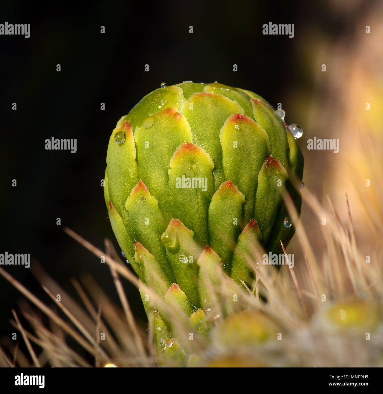 Ironwood Trees High Resolution Stock Photography and Images - Alamy