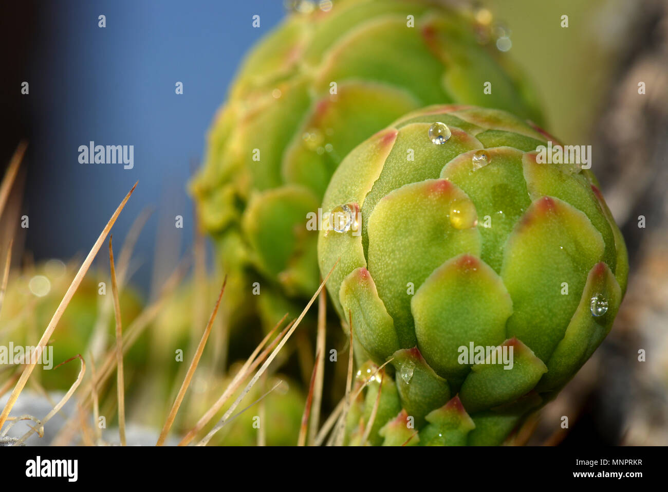 Ironwood Trees High Resolution Stock Photography and Images - Alamy