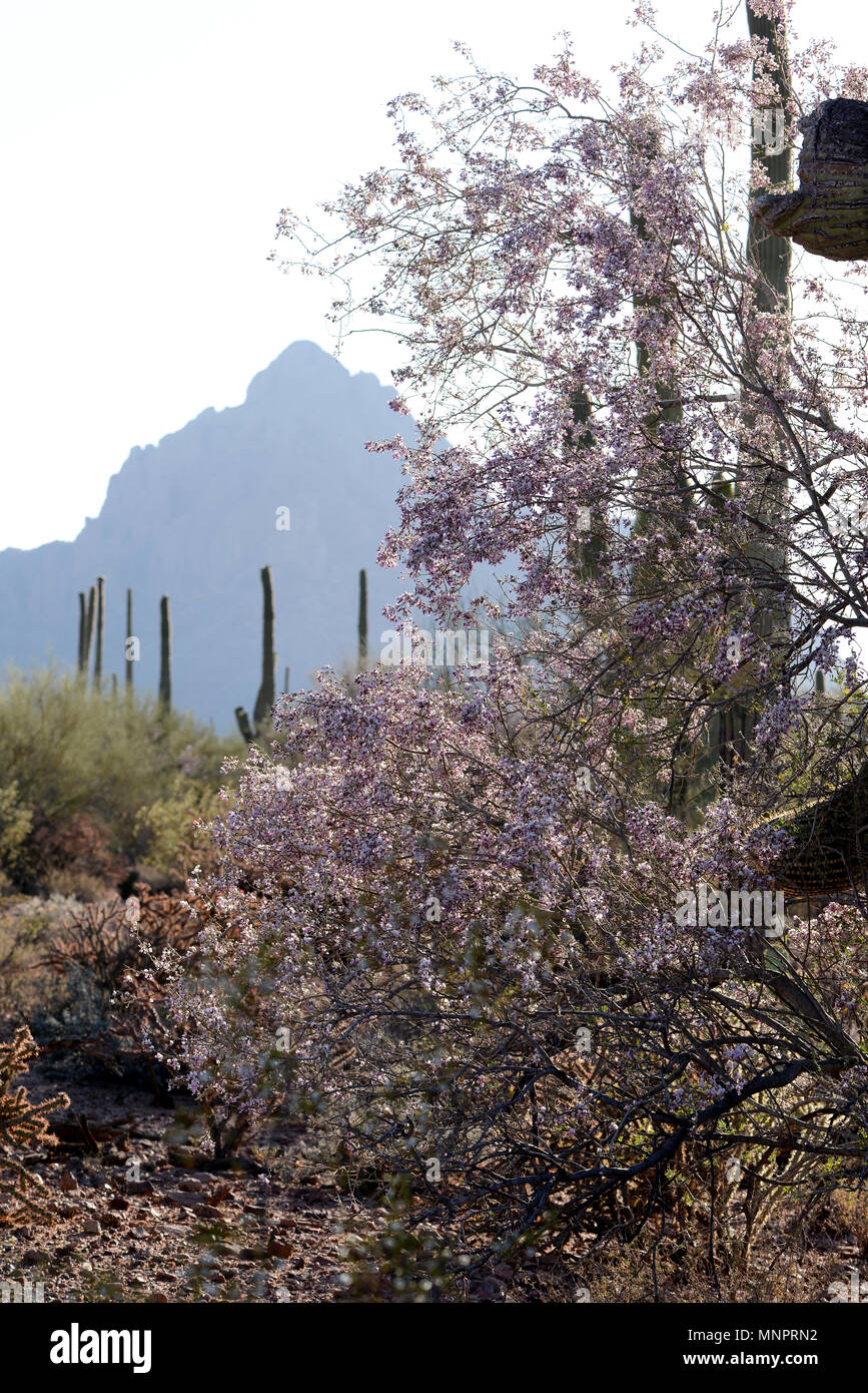 Ironwood Trees High Resolution Stock Photography and Images - Alamy