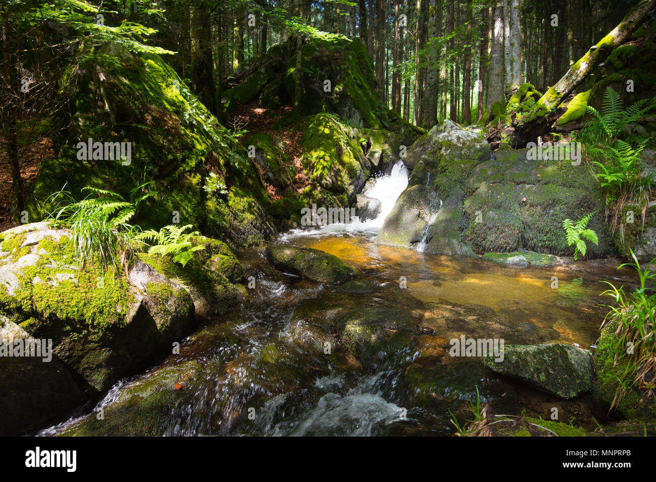 Forest in the valley of Wormsa in the Vosges mountains in France Stock ...