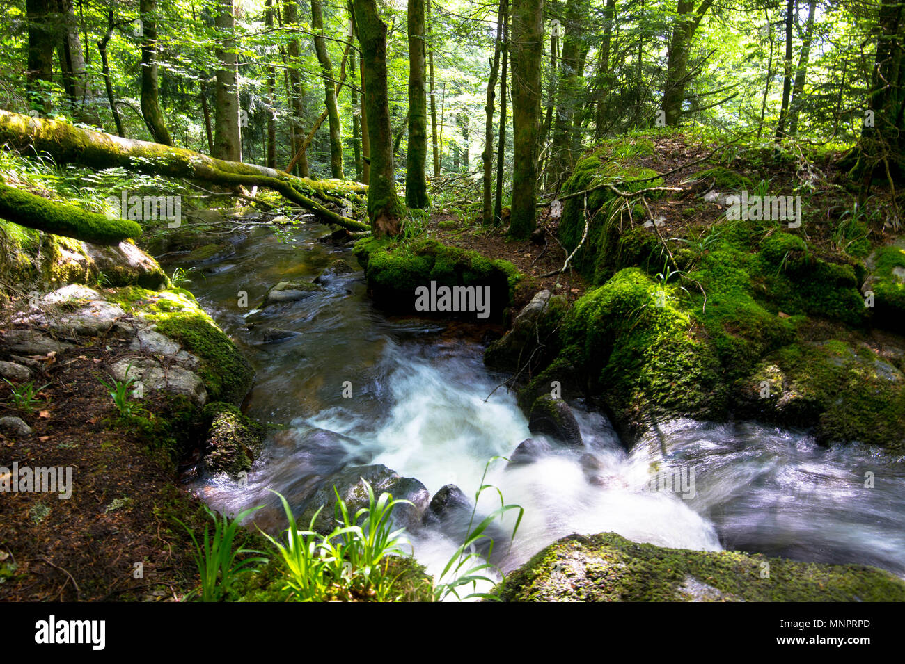 Forest in the valley of Wormsa in the Vosges mountains in France Stock ...