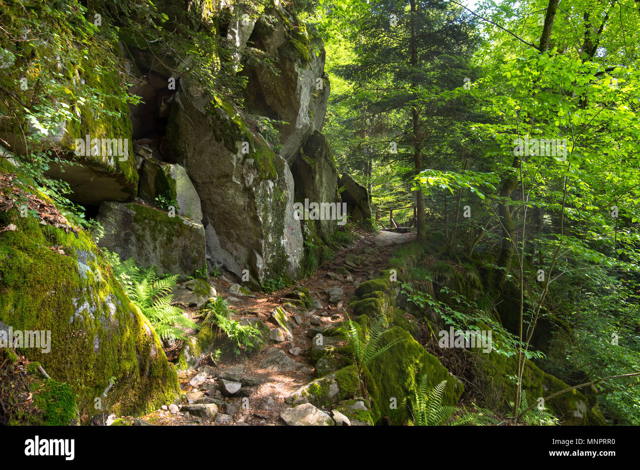 Forest in the valley of Wormsa in the Vosges mountains in France Stock ...