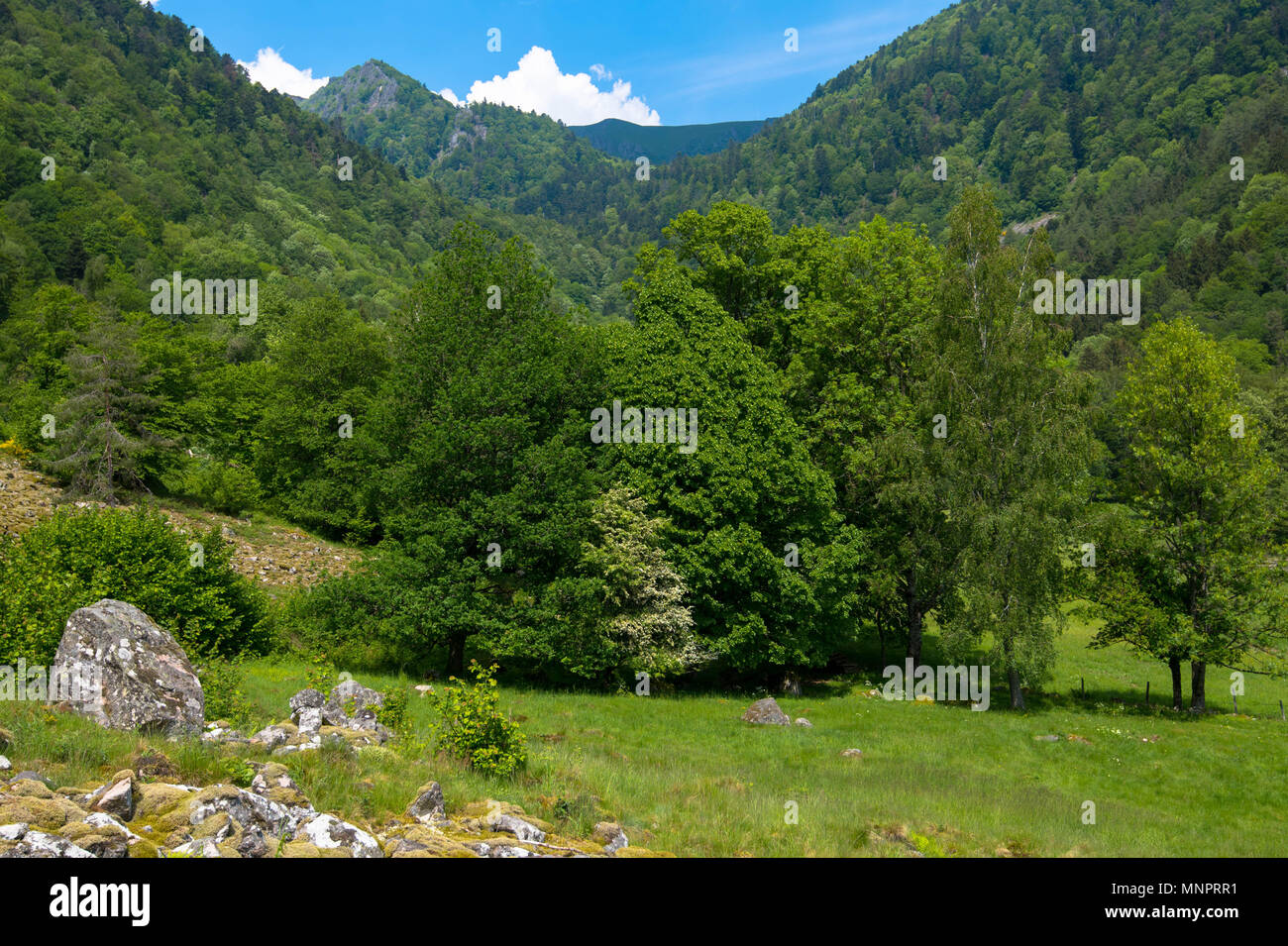 Beautiful valley of Wormsa in the Vosges mountains in france Stock ...