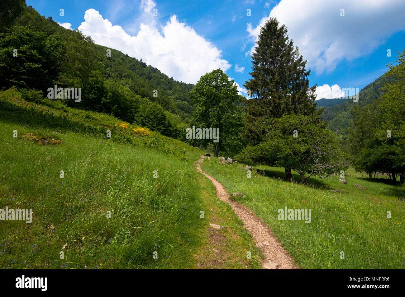 Beautiful valley of Wormsa in the Vosges mountains in france Stock ...