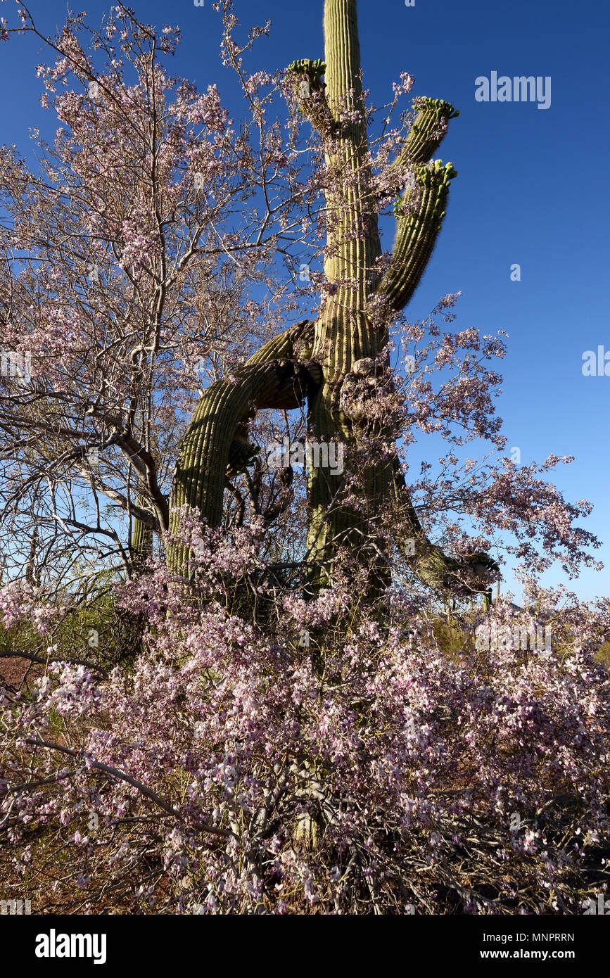 Ironwood Trees High Resolution Stock Photography and Images - Alamy