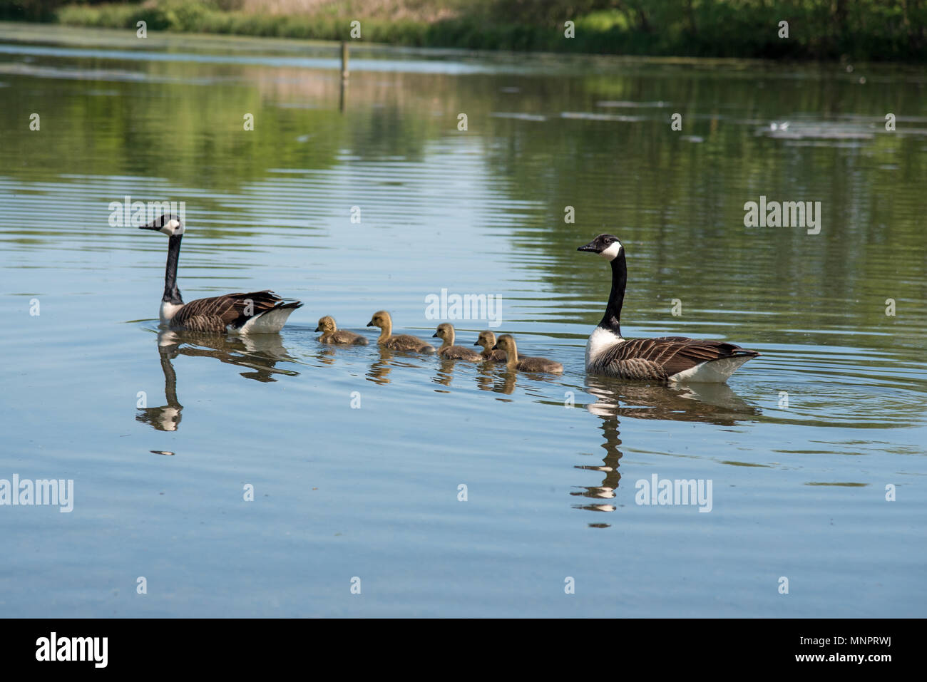 Father mother ducks with duckling hi-res stock photography and images ...