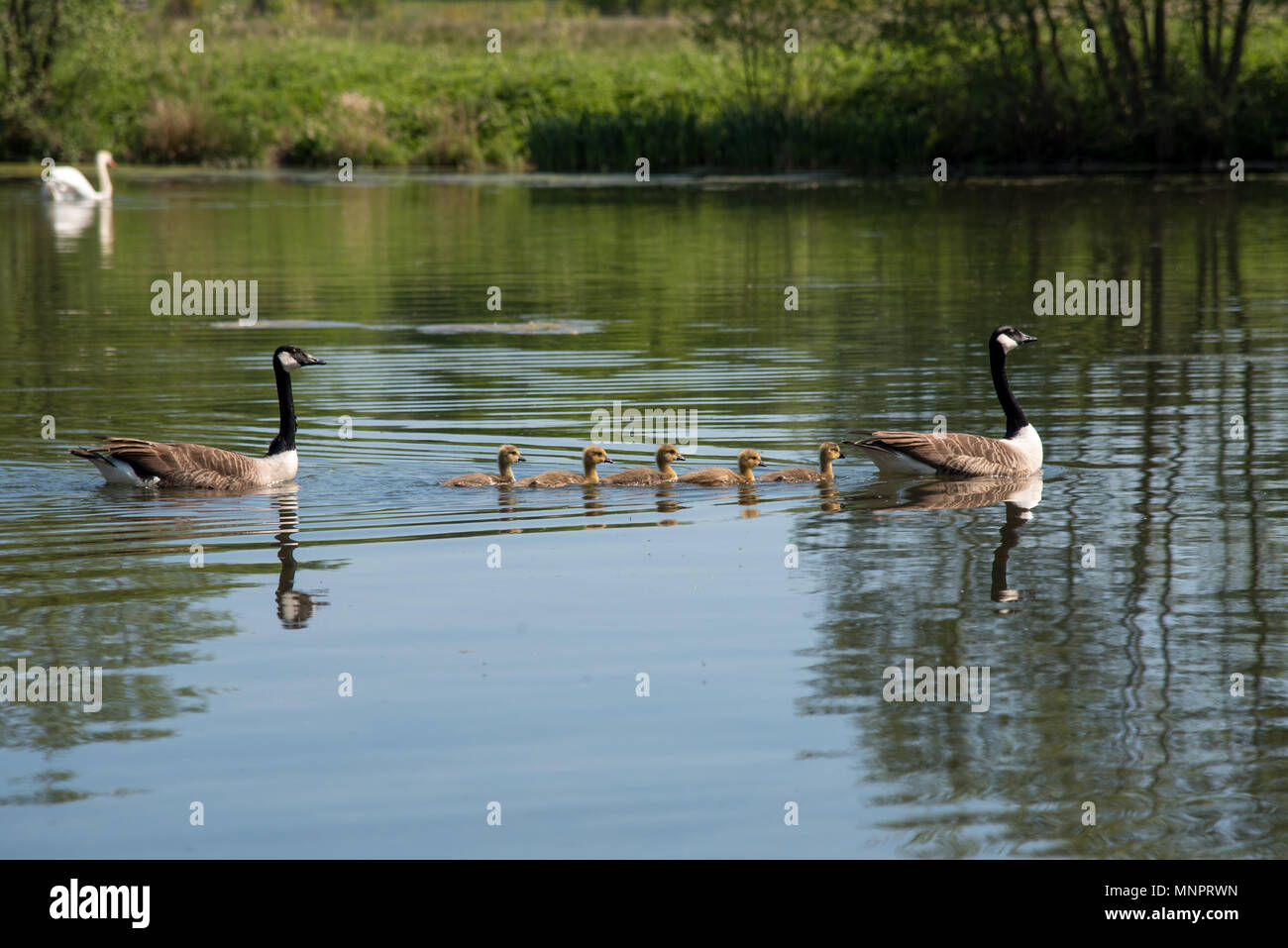 Father mother ducks with duckling hi-res stock photography and images ...