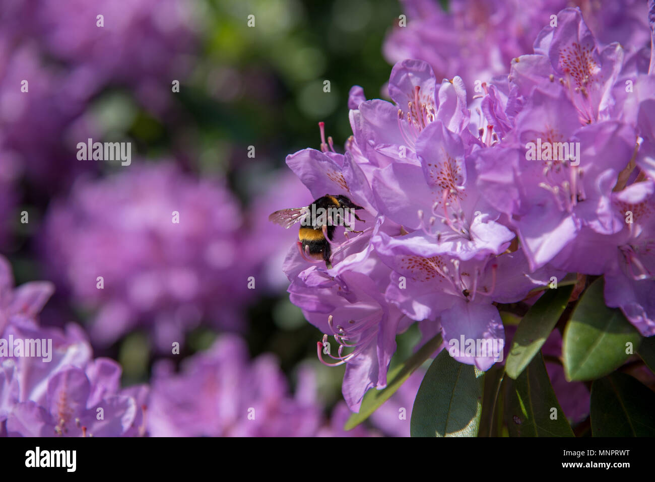 Bumble bee spring flowers hi-res stock photography and images - Alamy