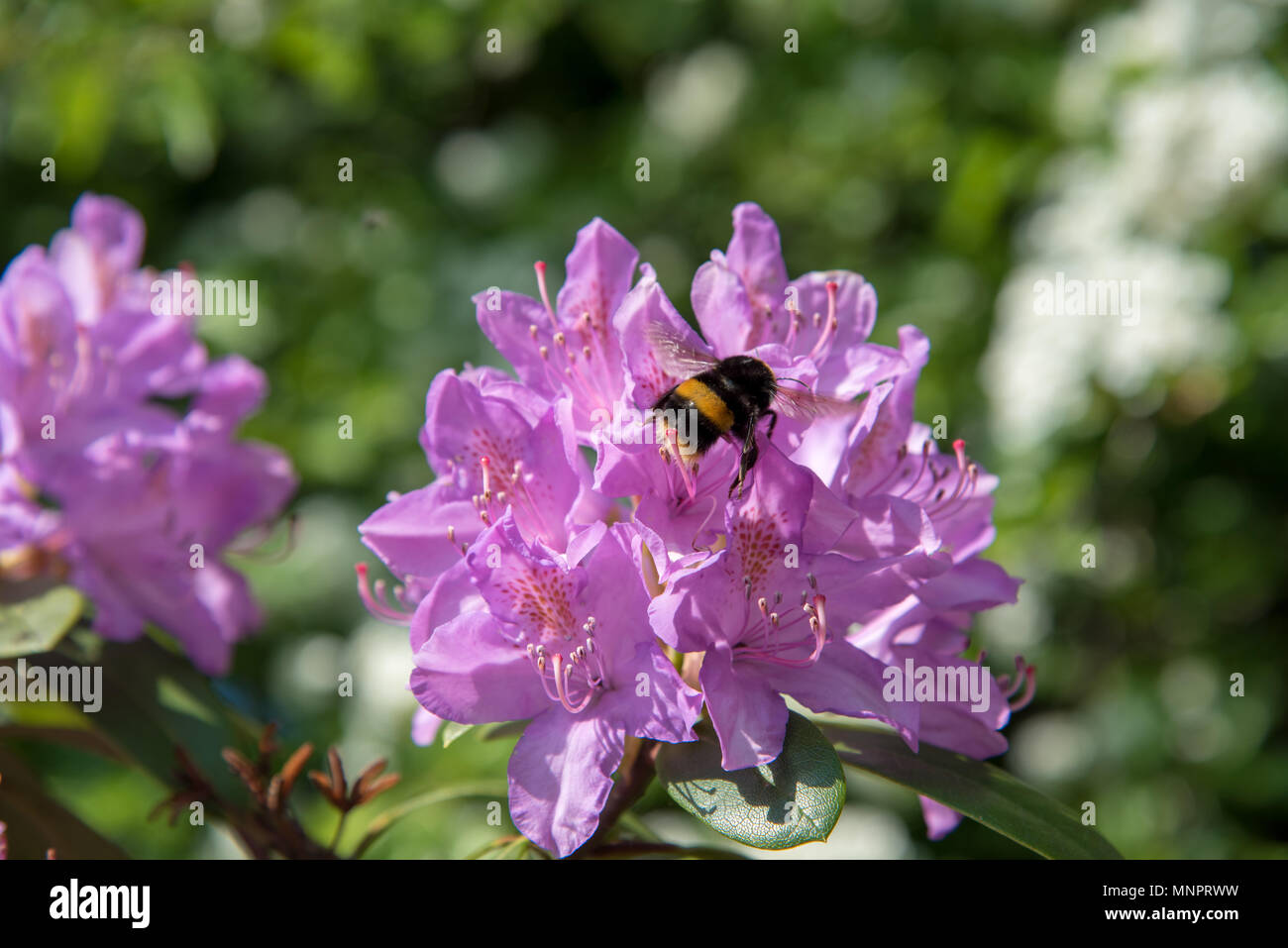 Bumble bee spring flowers hi-res stock photography and images - Alamy
