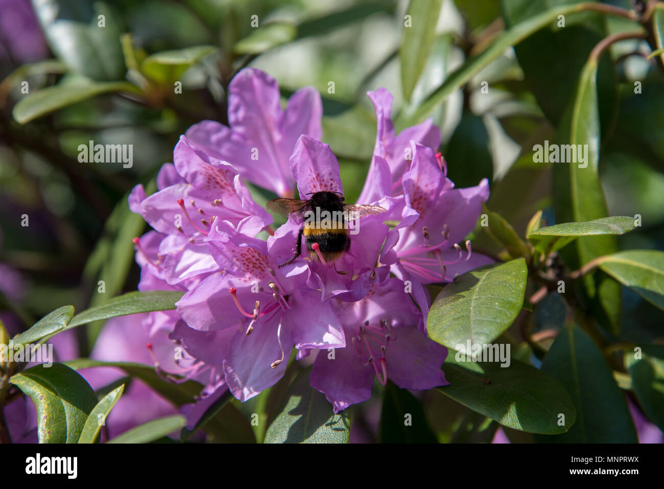 Bumble bee spring flowers hi-res stock photography and images - Alamy