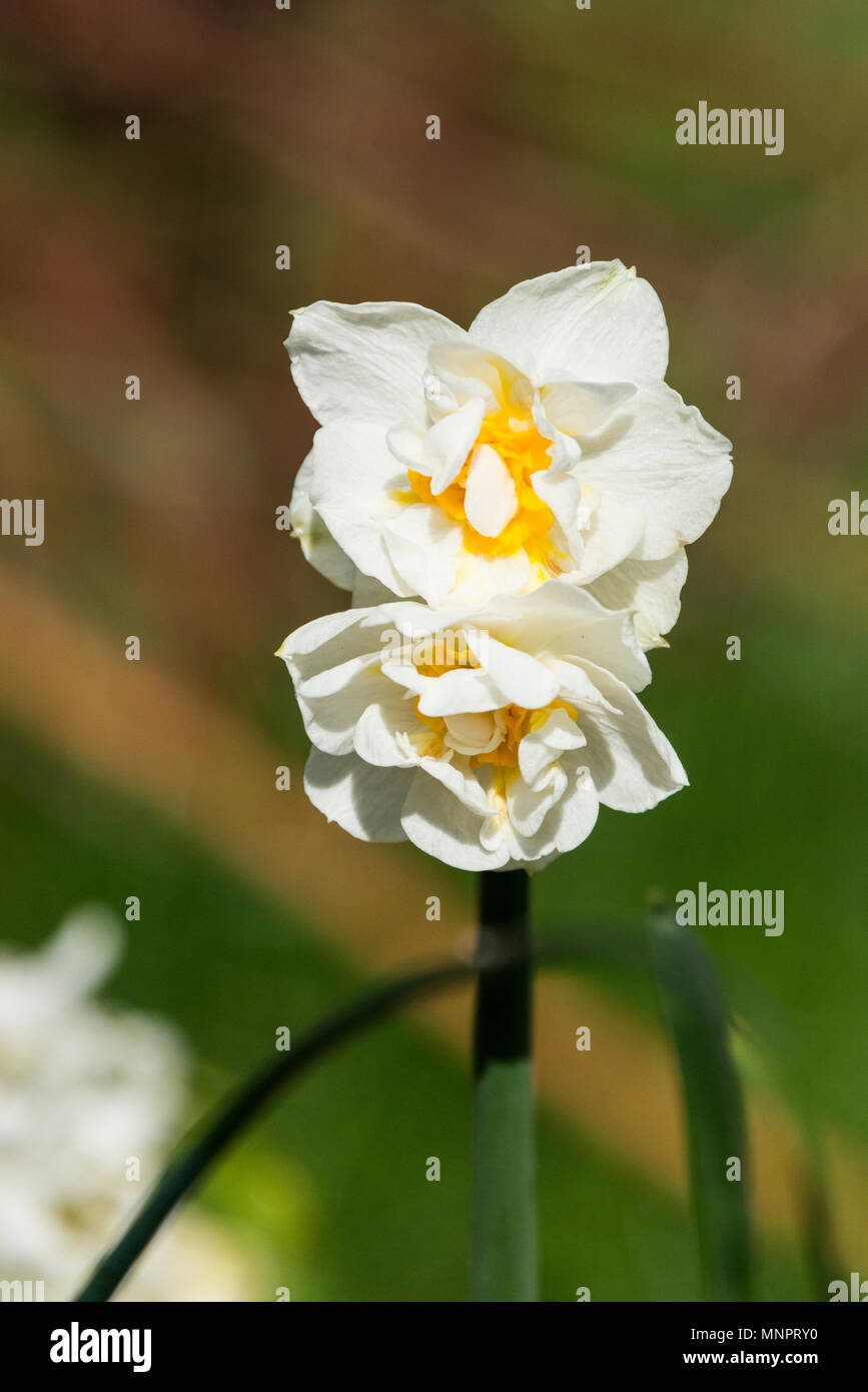 A double flower headed daffodil (Narcissus) with white petals Stock ...