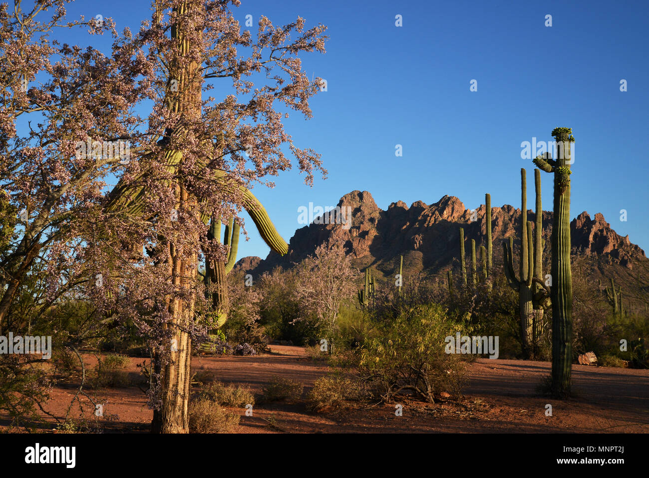 Ironwood trees bloom as saguaro cactus bud prior to blooming ...