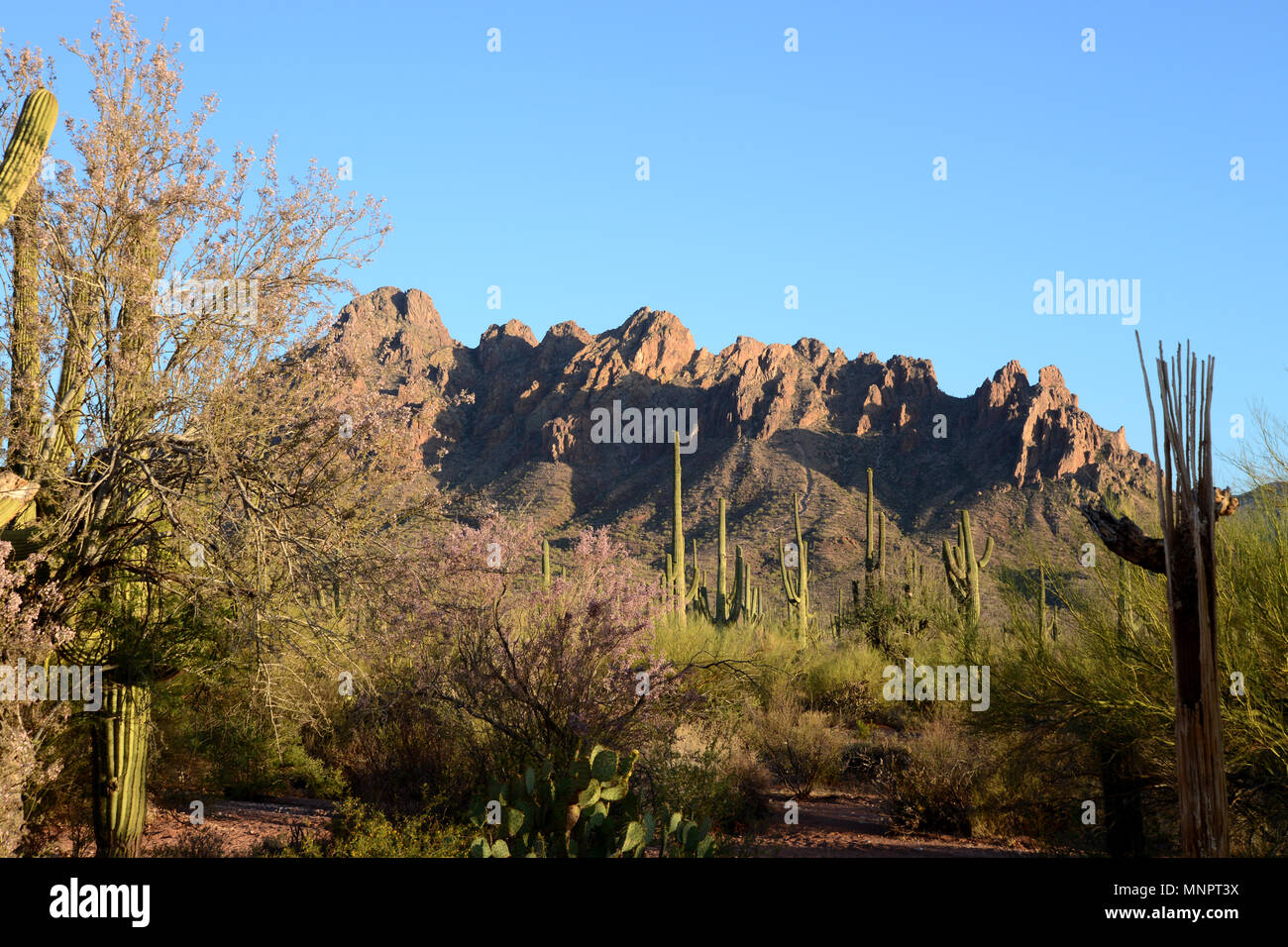 Ironwood Trees High Resolution Stock Photography and Images - Alamy