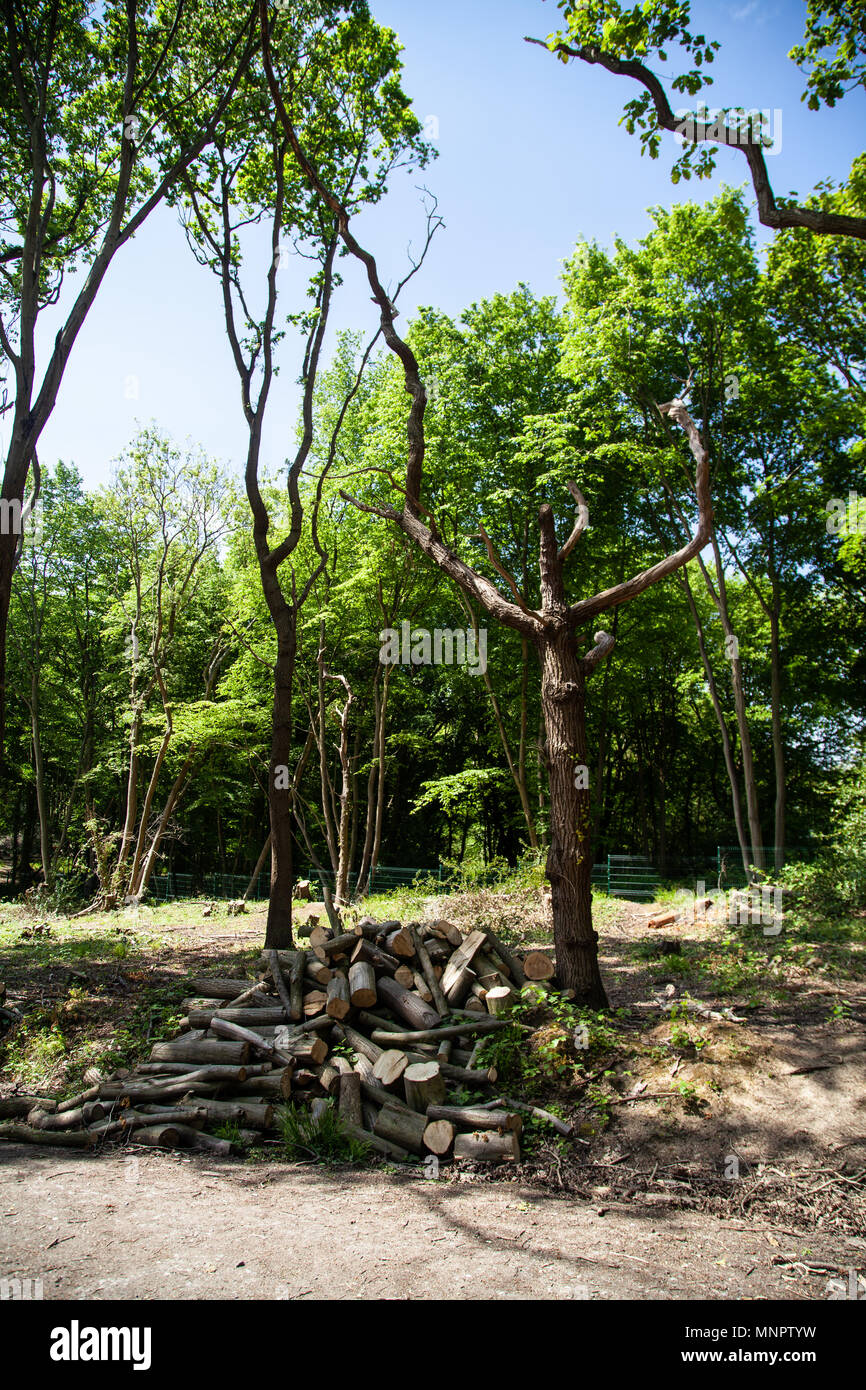 Trees and pile of logs in a countryside park Stock Photo - Alamy
