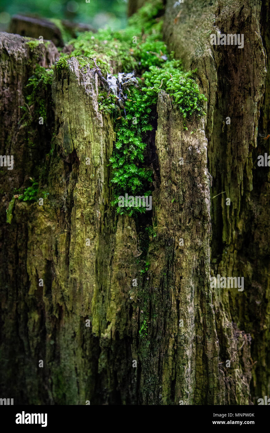 Moss grows over an old tree stump Stock Photo - Alamy