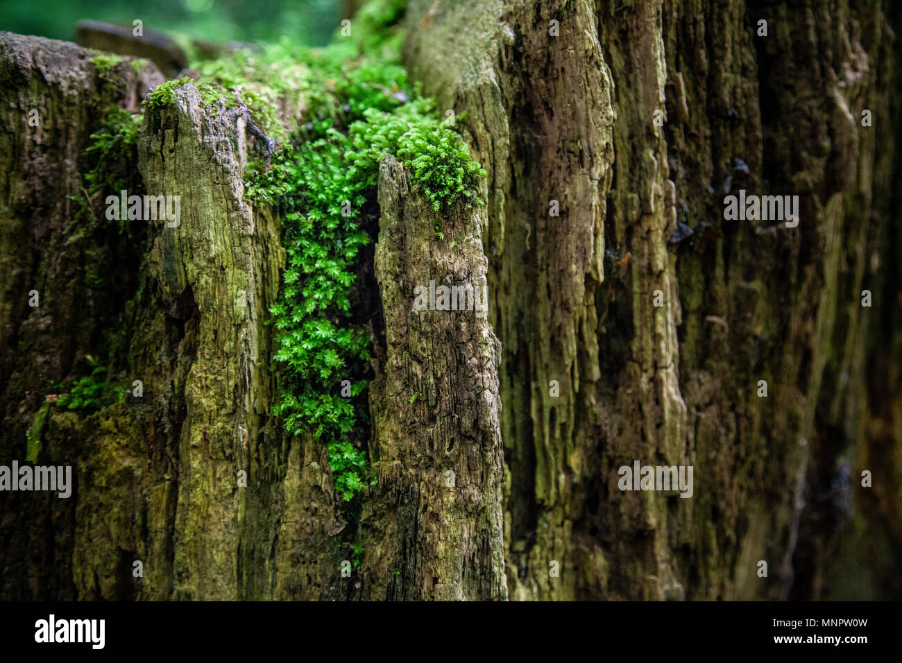 Moss grows over an old tree stump Stock Photo - Alamy