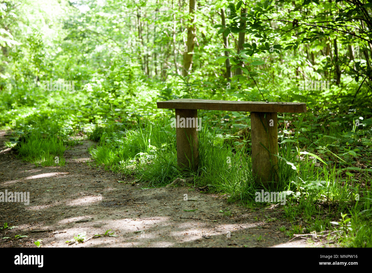 Basic wooden bench by a pathway in the woods Stock Photo - Alamy