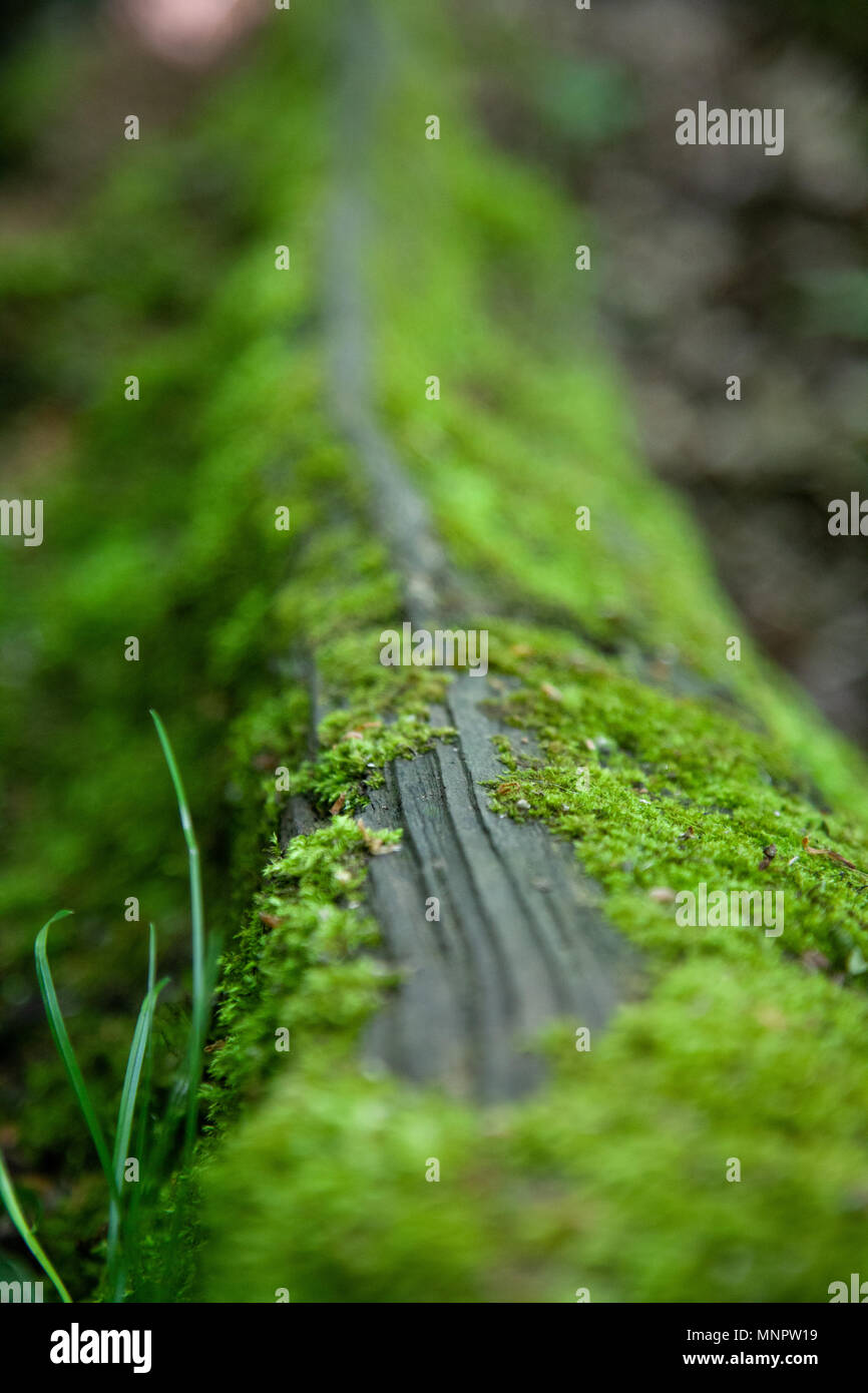 Moss growing on a fallen log hi-res stock photography and images - Alamy