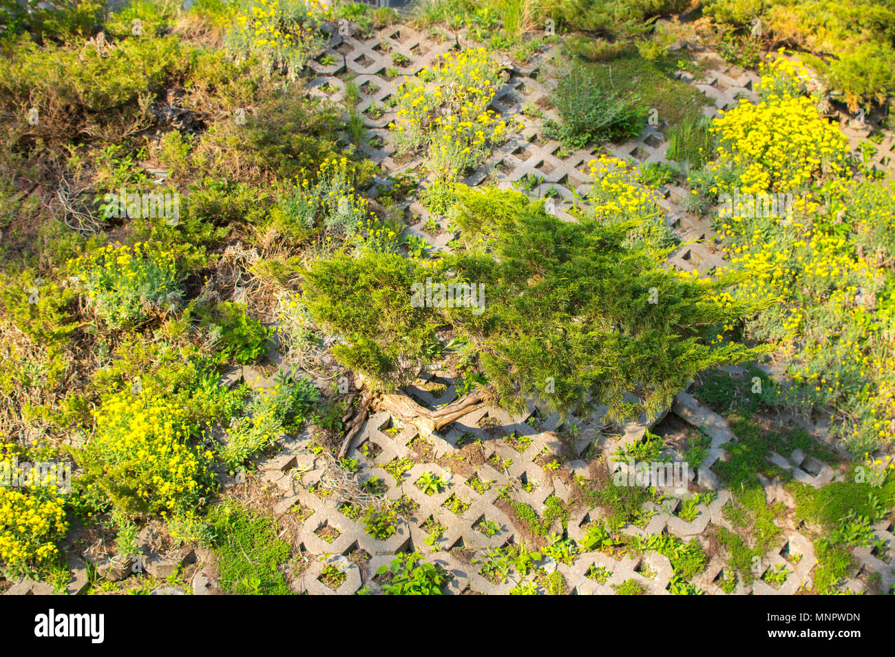 Banzai tree in Quebec, Canada Stock Photo - Alamy