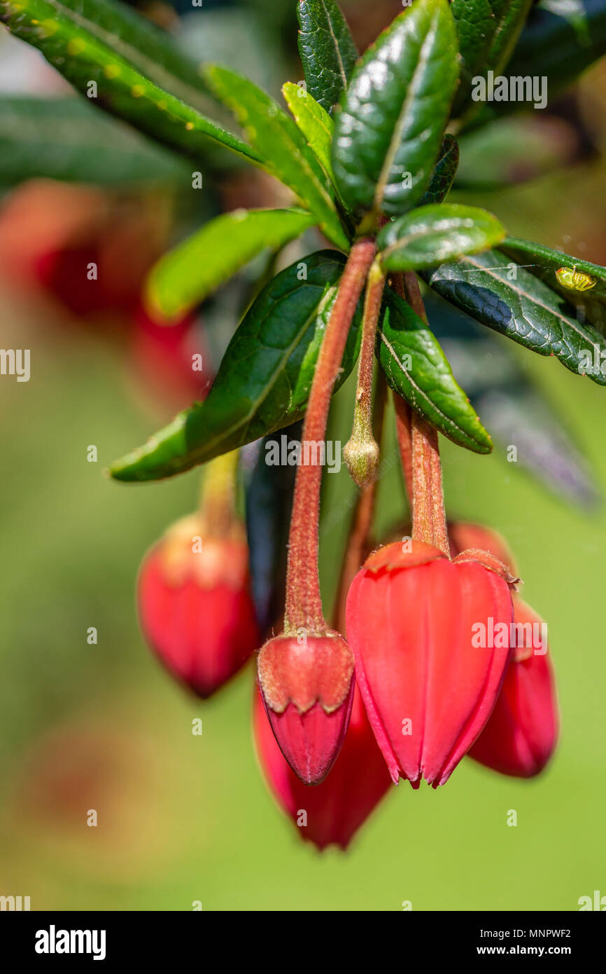 The red (crimson) coloured drooping flowers of a Crinodendron ...