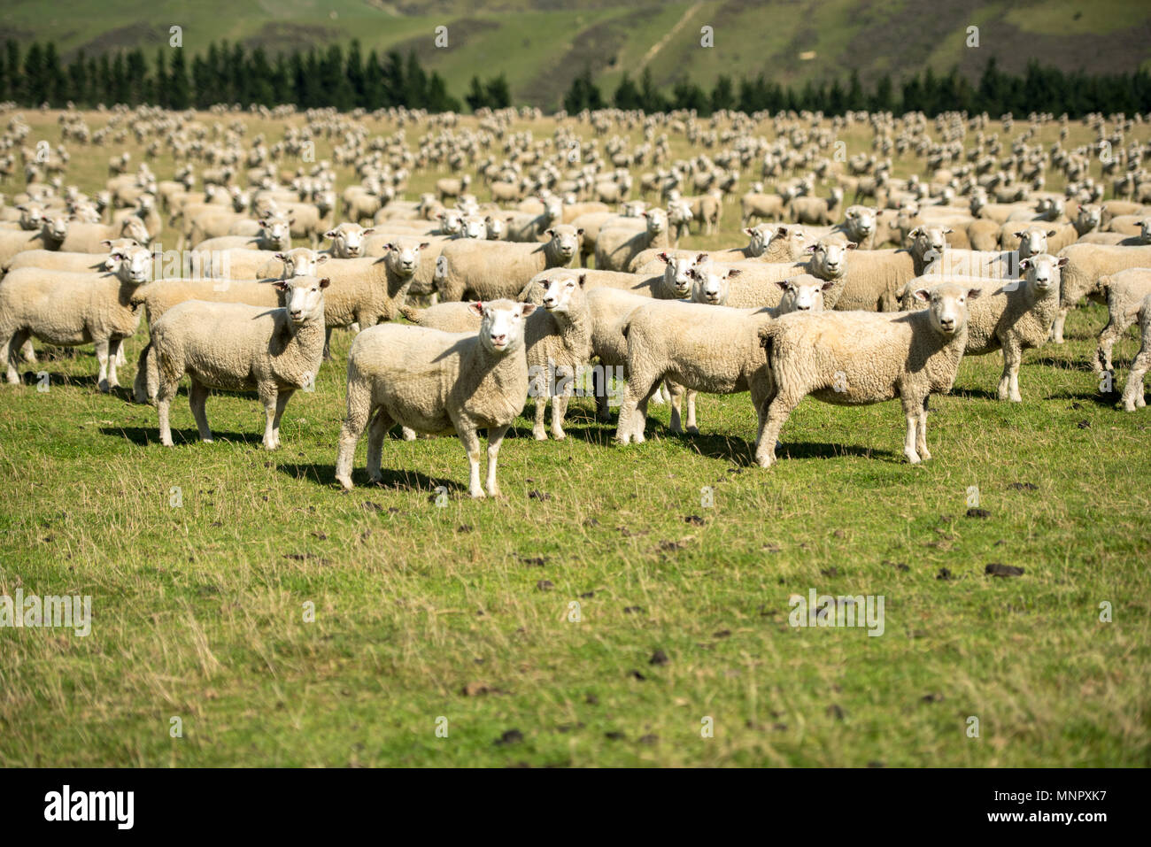 Counting sheep hi-res stock photography and images - Alamy