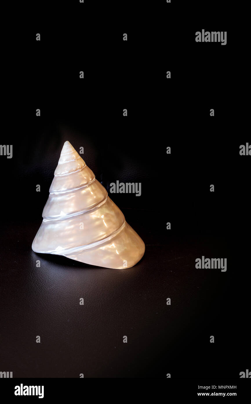 Mother of pearl conical pyramid Calliostoma seashell isolated on a ...
