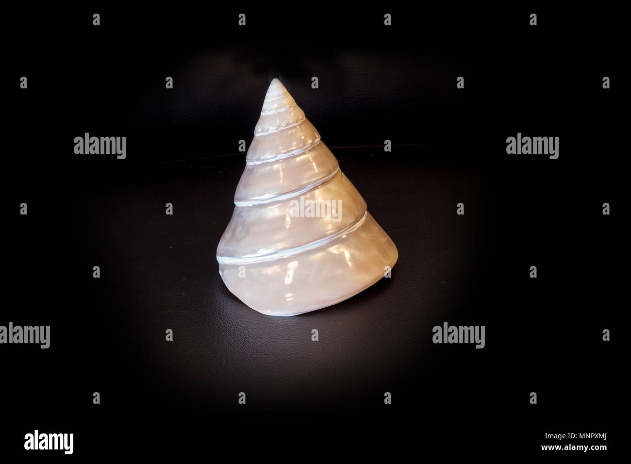 Mother of pearl conical pyramid Calliostoma seashell isolated on a ...