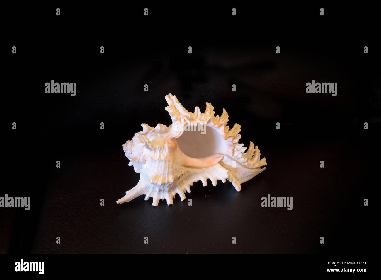 Giant Murex shell Hexaplex fulvescens isolated on a black background ...