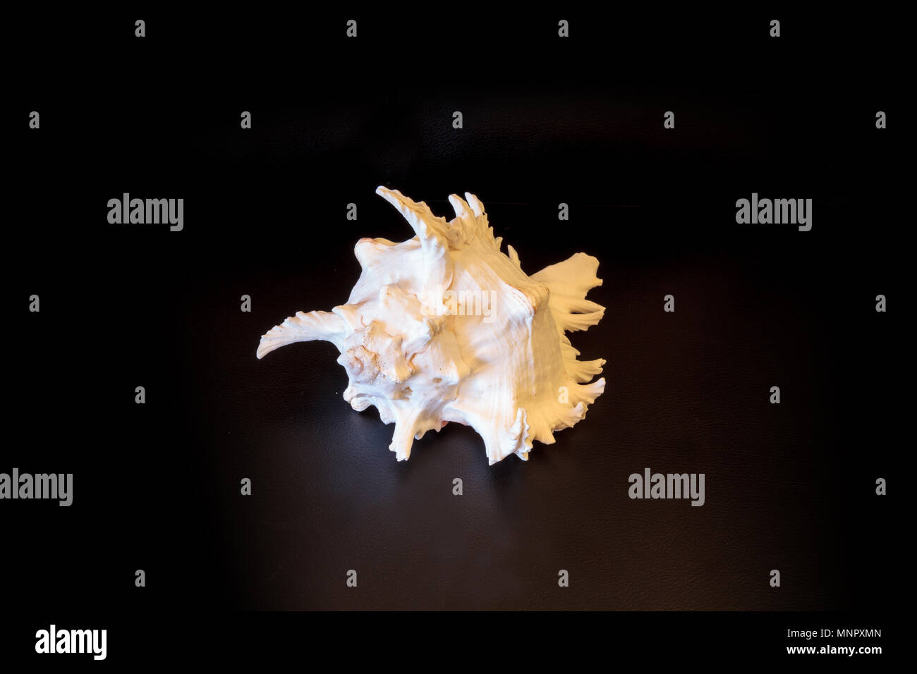 Giant Murex shell Hexaplex fulvescens isolated on a black background ...
