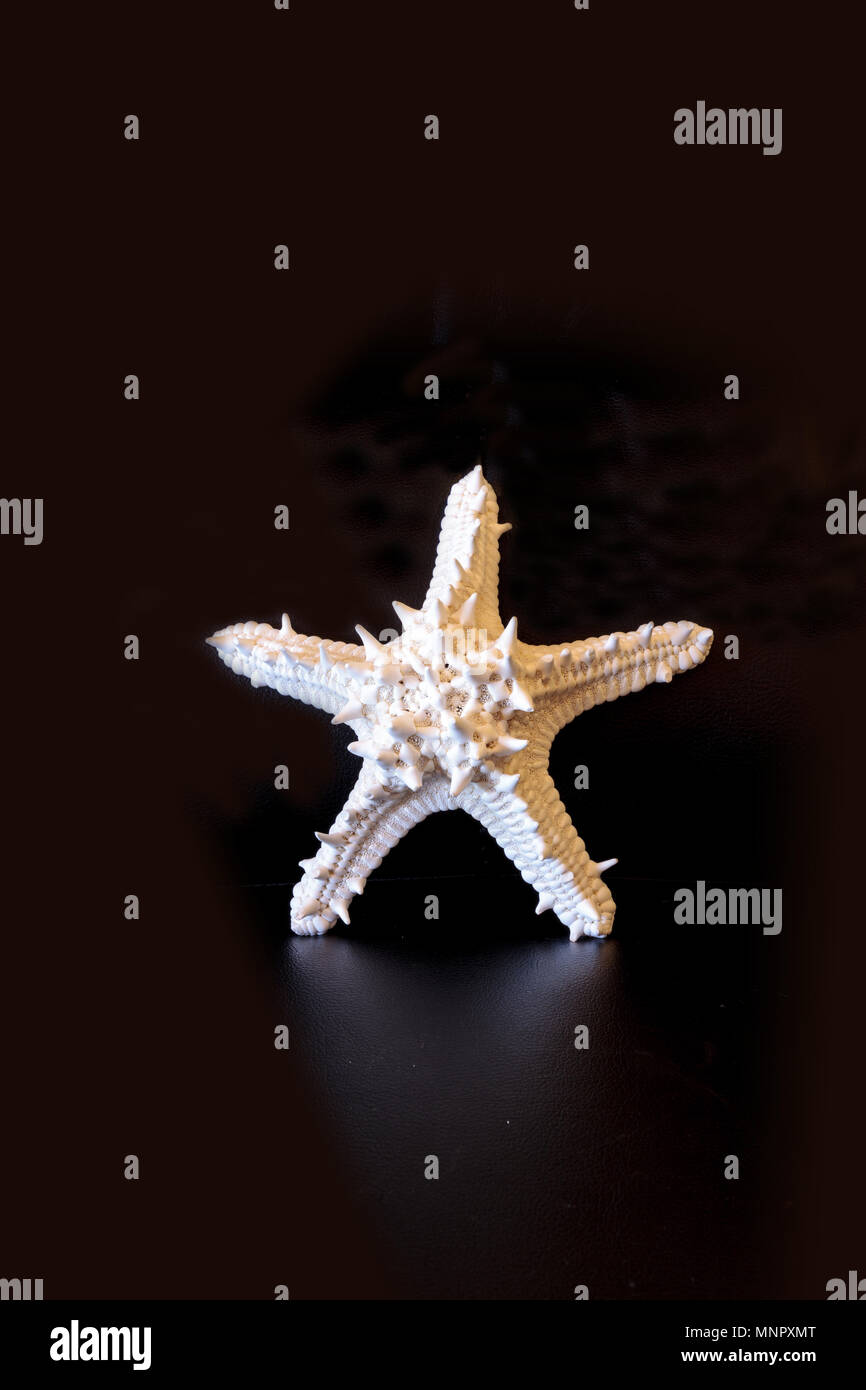 White horned sea star Protoreaster nodosus isolated on a black ...