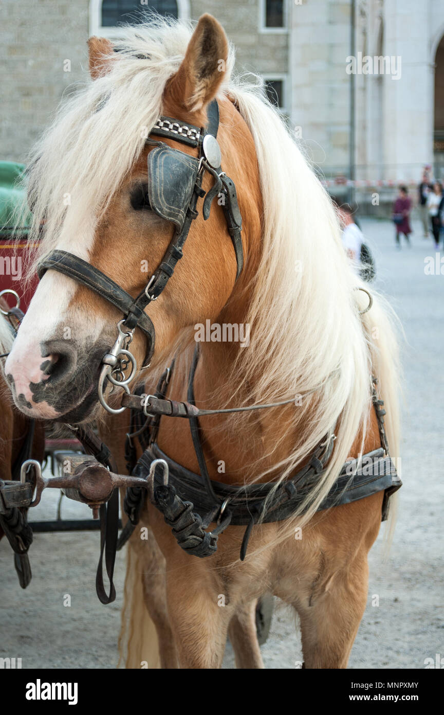 Horses Cab High Resolution Stock Photography and Images - Alamy