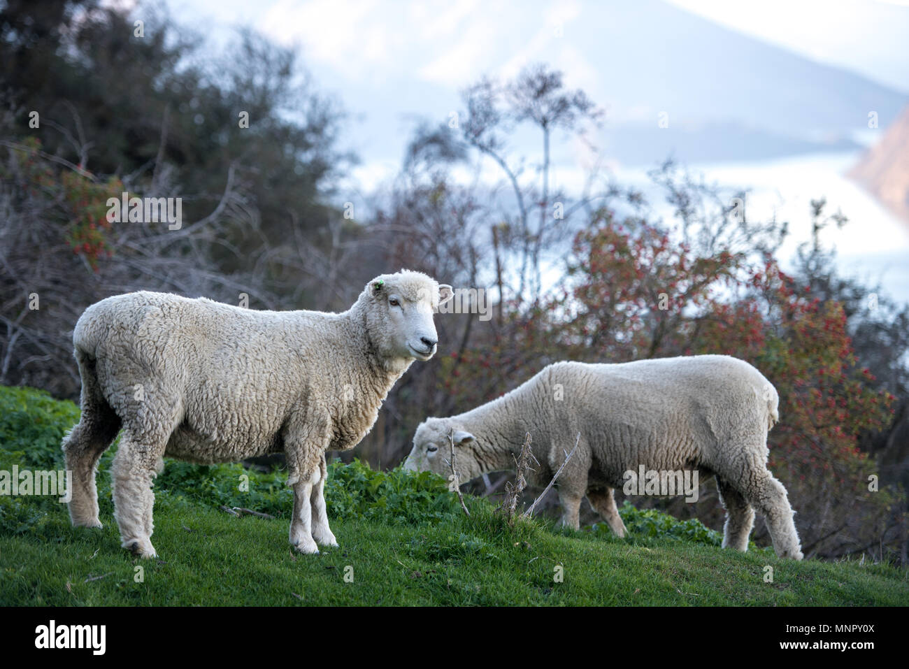 Thousands of sheep hi-res stock photography and images - Alamy