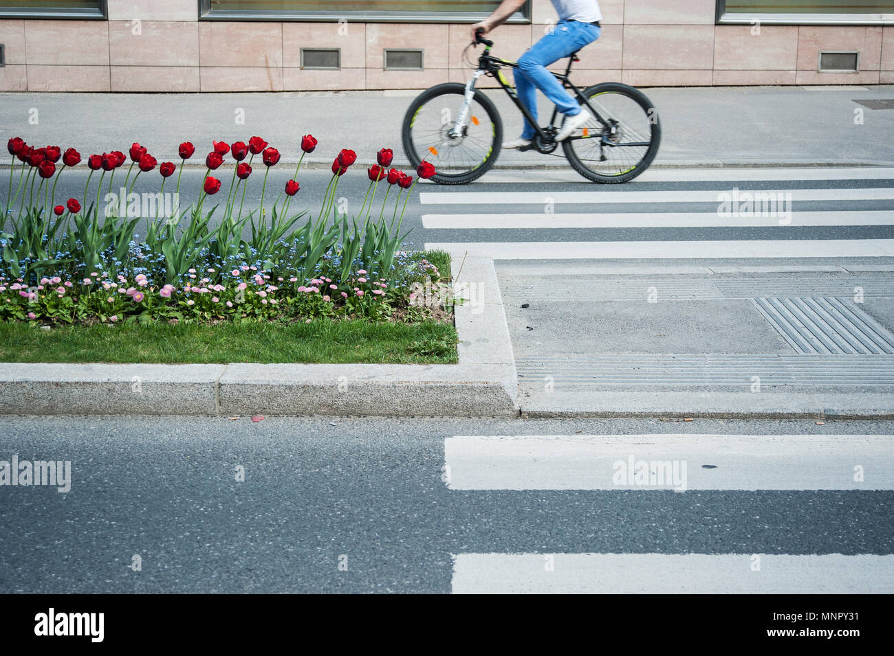 salzburg, crosswalk with flowers, a nice contrast Stock Photo - Alamy